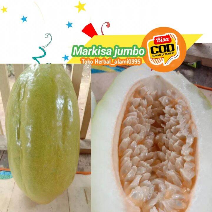 Buah Markisa jumbo segar markusa | Lazada Indonesia