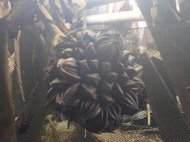 Legit Purong SUKANG PAOMBONG cod | Lazada PH