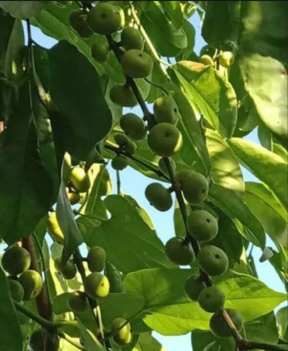 batwan 1kg | Lazada PH