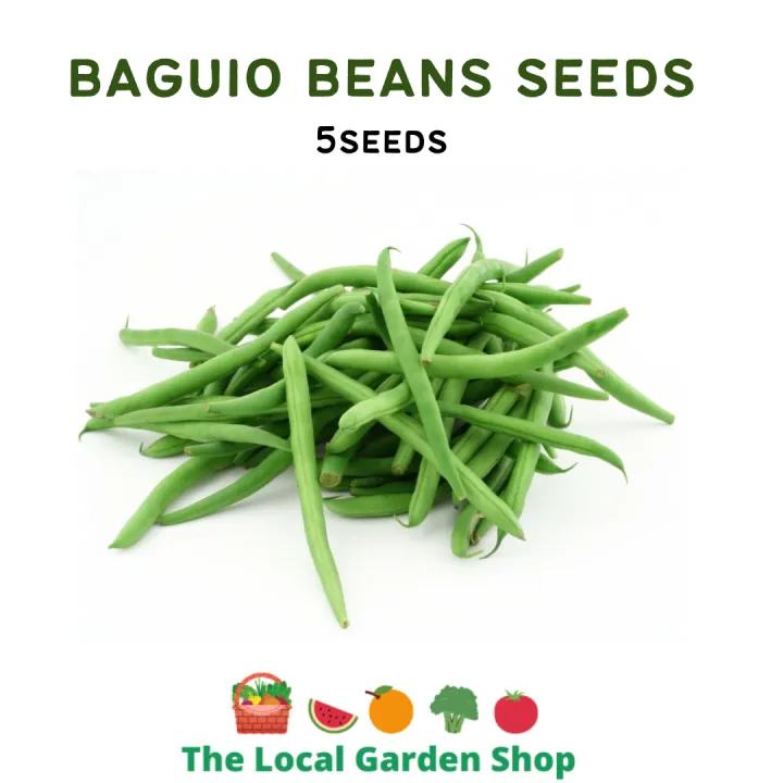 BAGUIO BEANS SSEDS - 5seeds (CONDOR BRAND) | Lazada PH