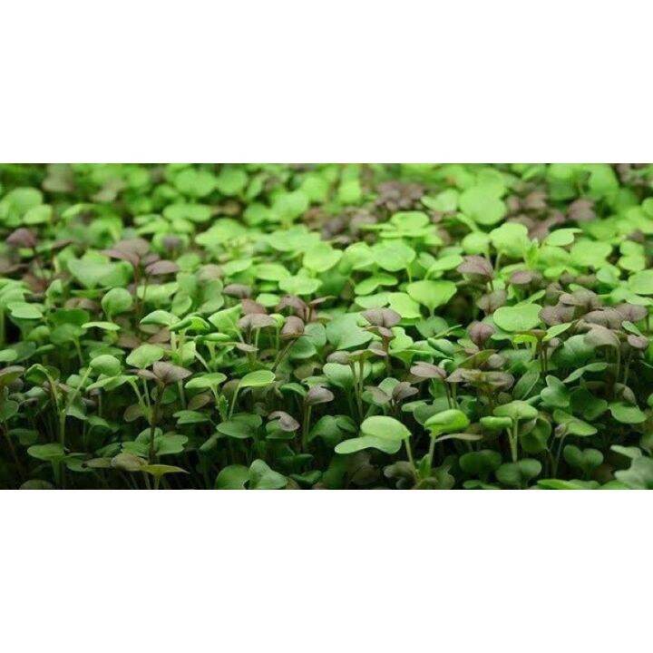 เมล็ด ไมโครกรีน Red Holy Basil Microgreen จำนวน 1000 เมล็ด | Lazada.co.th