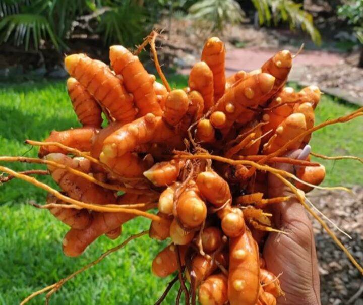 Pokok kunyit | Lazada