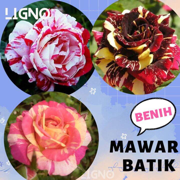 Benih MAWAR BATIK - Biji Bunga | Lazada Indonesia