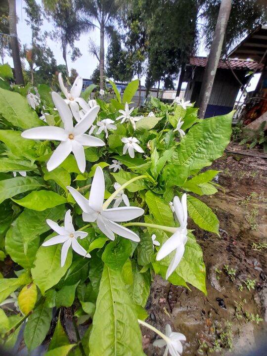 Pokok Bunga Bintang | Lazada
