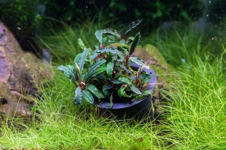 🔥Bucephalandra Catherinae Red - Pot🔥 Aquarium / Aquascape / Paludarium ...