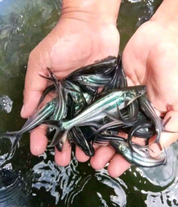 patin paket 50 biji siap di besarkan | Lazada Indonesia