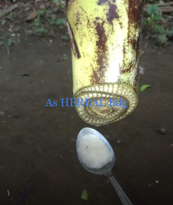 Getah pohon pisang / getah batang pisang getah pisang | Lazada Indonesia