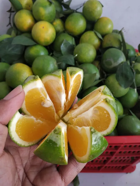 Buah jeruk baby java | Lazada Indonesia