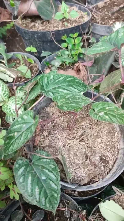 Tanaman sirih keraton Tanaman Sirih Raja Kembang sirih kraton murah ...