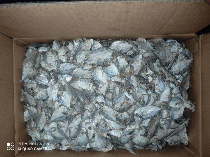 ikan asin pirik 1kg | Lazada Indonesia