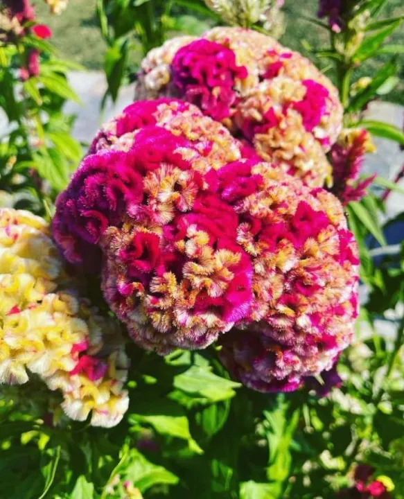 เมล็ดพันธุ์ดอกหงอนไก่ด่าง Variegated Cockscomb เมล็ดพันธุ์แท้ ราคาถูก ...