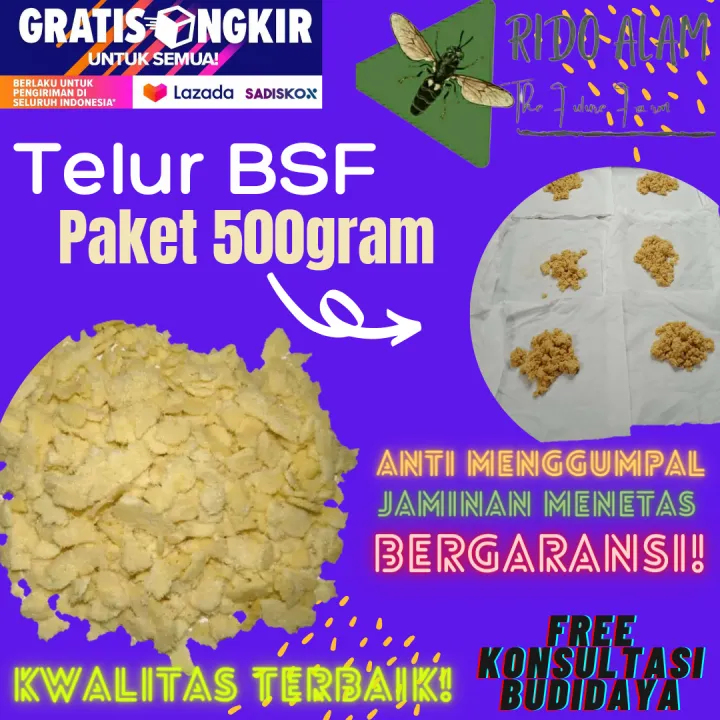 Telur maggot Bsf super per 500gr telur lalat bsf telur maggot | Lazada ...