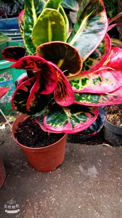 Imported Croton (Thai) | Lazada PH