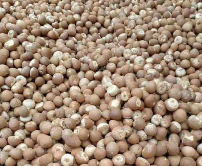 Biji pinang kering | Lazada Indonesia