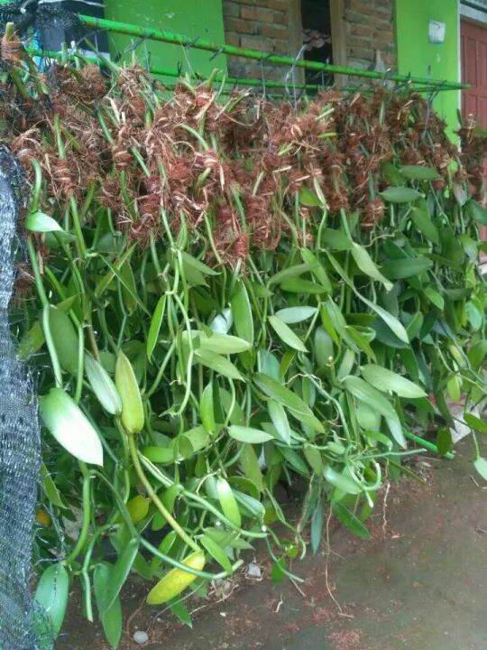 Bibit Vanili Vaneli 1 Meter Batang Besar Dan Tua Vaneli jenis ...