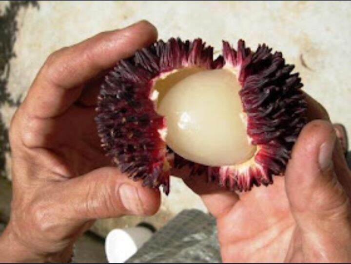 Bibit Buah Langka Rambutan Hitam Gundul Kapulasan Khas Kalimantan Rasa ...
