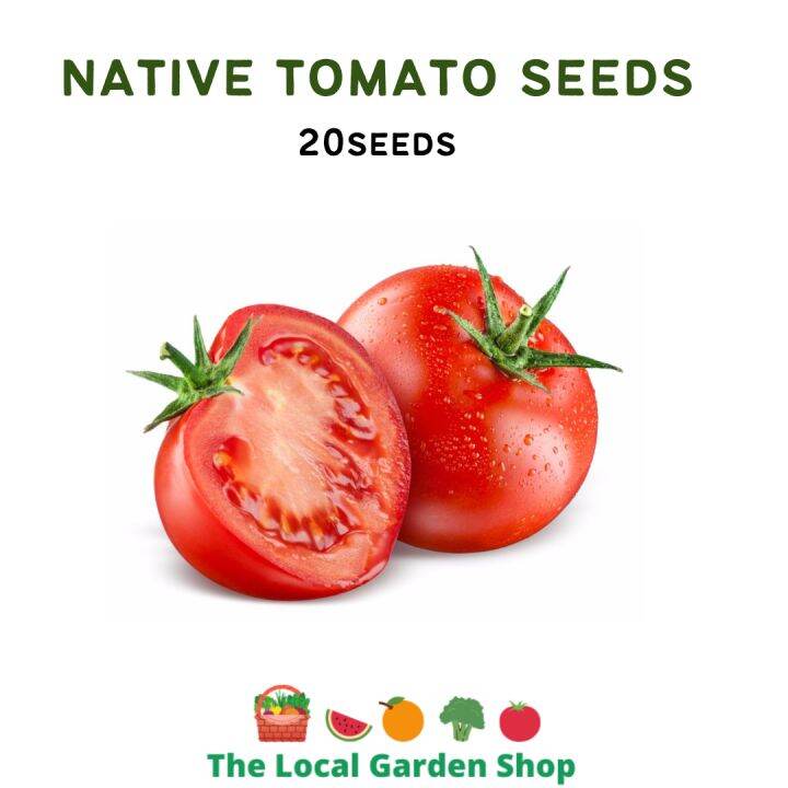 NATIVE TOMATO SEEDS - 20pcs Seeds | Lazada PH