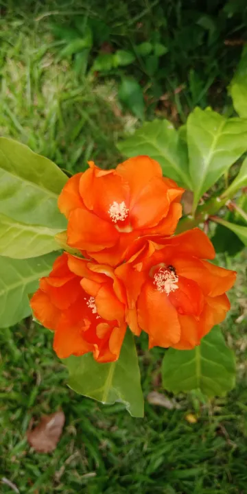 pokok duri 7/ 7 duri herba tradisional | Lazada