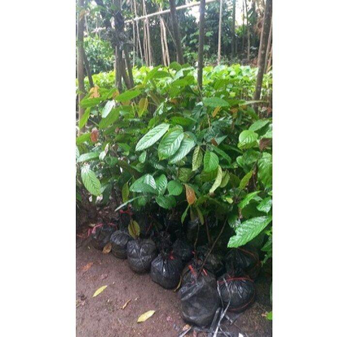 Bibit Pohon Kayu Ulin Asli - Tanaman Kayu Ulin LANGKA | Lazada Indonesia