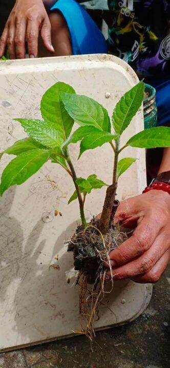 Madre de agua plant rooted and cuttings | Lazada PH