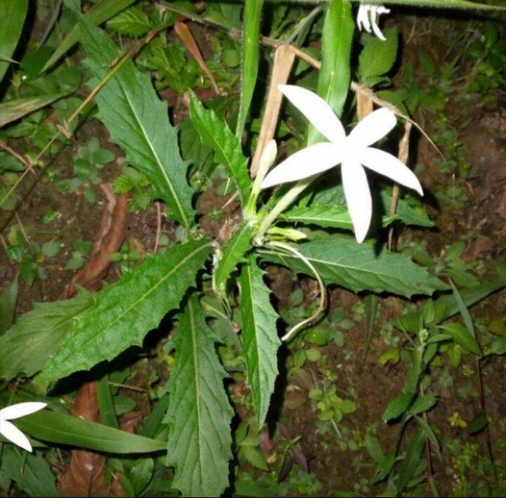 Kitolod tanaman herbal korejat kembang katarak | Lazada Indonesia