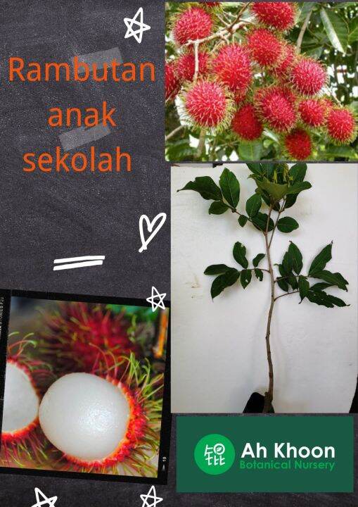 pokok Rambutan anak sekolah /红皮红毛丹 | Lazada
