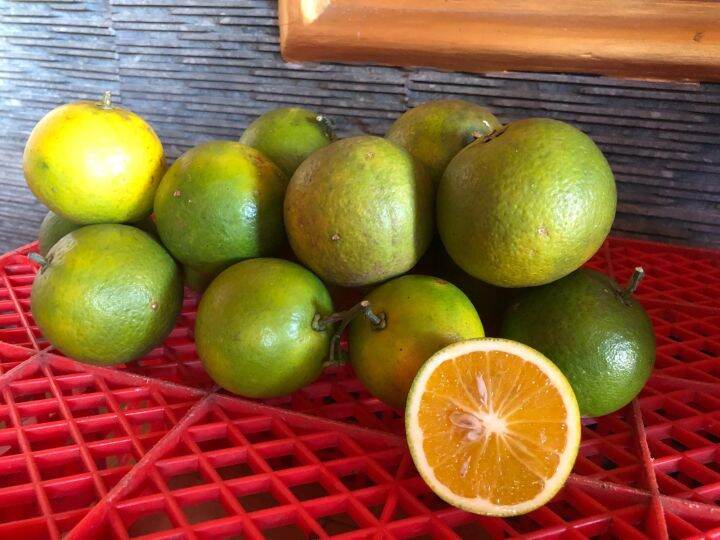 Jeruk Peras Manis / Jeruk Baby Java / Jeruk minuman segar/ fresh ...