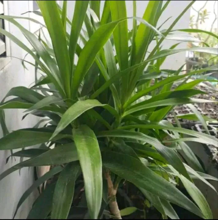 daun Suji segar daun pewarna alami isi 30 lbr | Lazada Indonesia