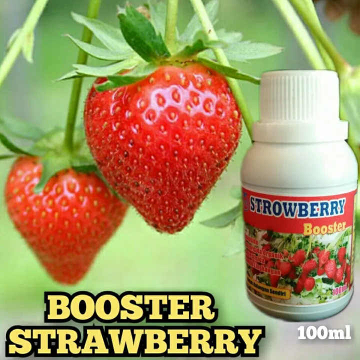 Pupuk Strawbery Booster Perangsang Pelebat + Biopestisida | Lazada Indonesia