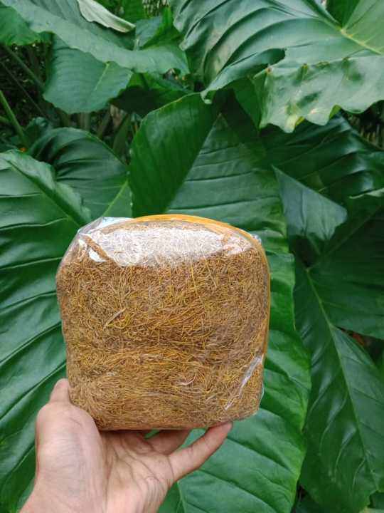 daun talas beneng kering grade a 300gram | Lazada Indonesia
