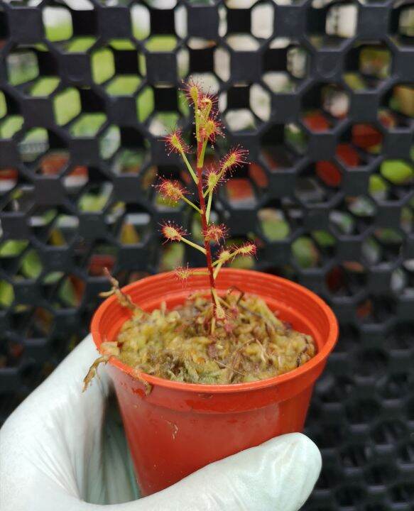 [Live Plant SUNDEW] Drosera madagascariensis 7cm pot | Lazada