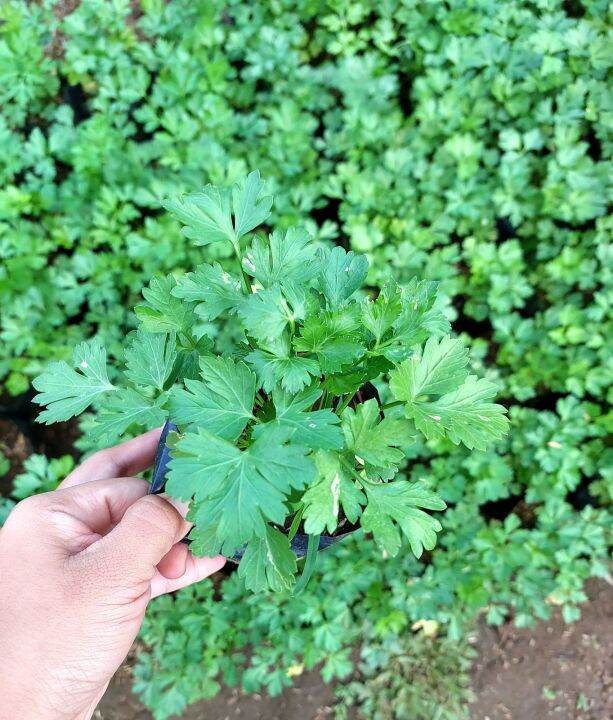 Flat Leaf Parsley | Lazada PH