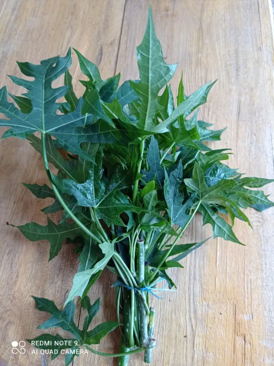 Daun Gedi daun gedi segar 500 gram | Lazada Indonesia