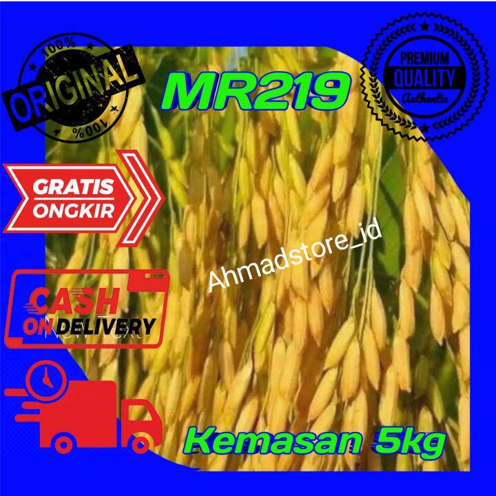 Benih Padi MR219 padi Unggul Berkualitas kemasan 5kg | Lazada Indonesia