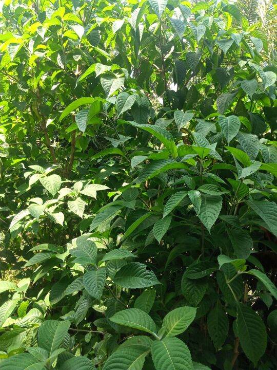 trichantera gigantea | Lazada Indonesia