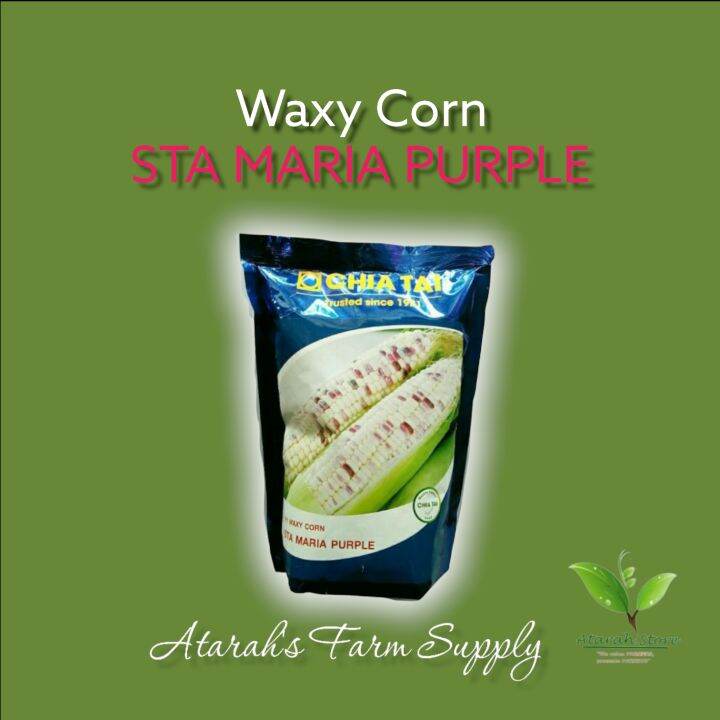 Hybrid Waxy Corn Sta Maria Purple F1 Chia Tai Lazada Ph