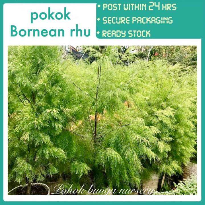 PBN - Pokok Bornean rhu - casuarina nobilis gymnostoma nobile ru ronang ...