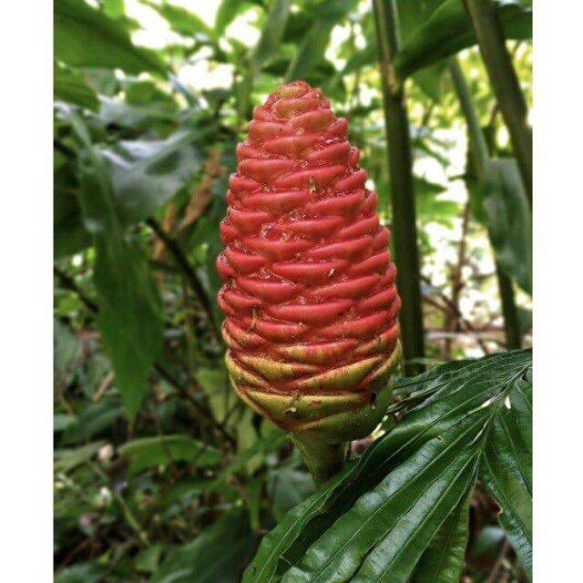 Pokok Lempoyang ( herba berubat ) | Lazada