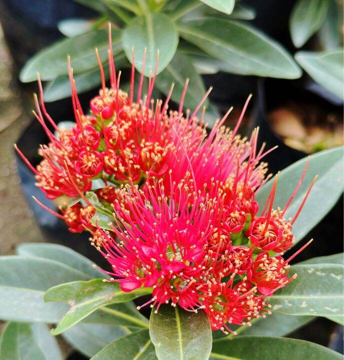 Xanthostemon youngii / Bunga Jambu / crimson red penda / banyan | Lazada