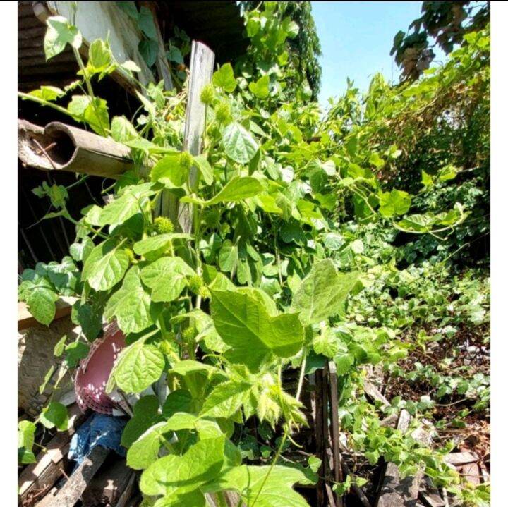 buah rambusa / markisa mini | Lazada Indonesia