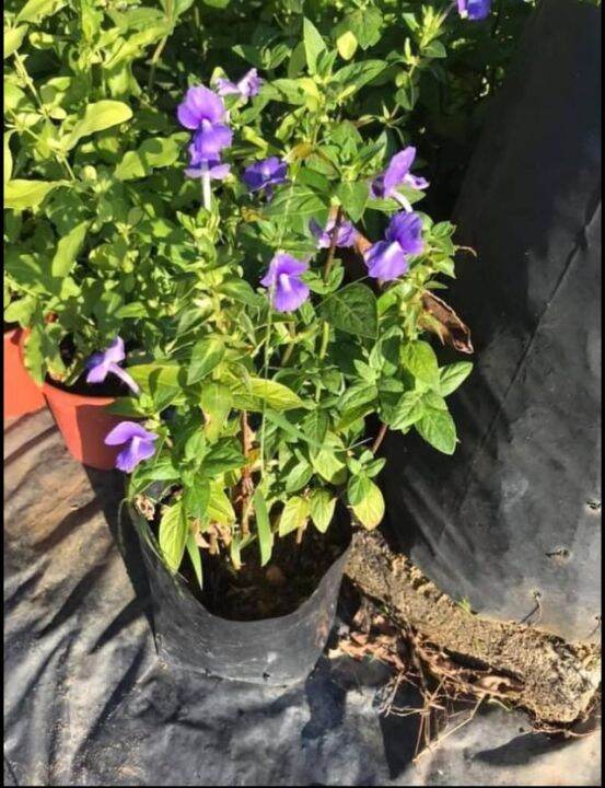 Pokok bunga Brazillian snapdragon (bunga ungu) | Lazada