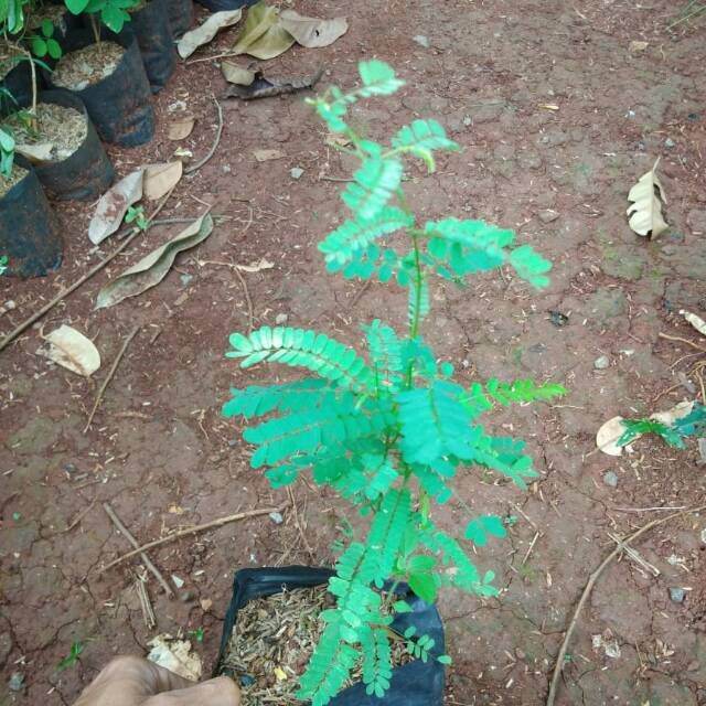 pohon saga - tanaman herbal | Lazada Indonesia