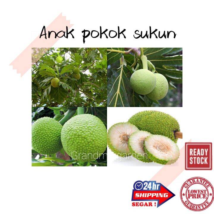 (GG real plant) anak pokok sukun ^ breadfruit cepat berbuah hybrid top ... (GG real plant) anak pokok sukun ^ breadfruit cepat berbuah hybrid top ...
