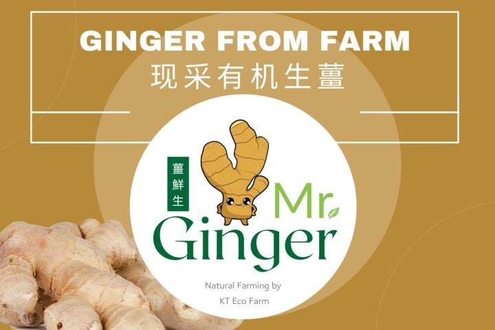 Organic Fresh Ginger from farm 有机新鲜生薑 薑鲜生Mr.Ginger ±250g | Lazada