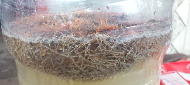 jakaba bibit jakaba jamur trichoderma bibit trichoderma sp biang trichoderma agen hayati jakaba ...