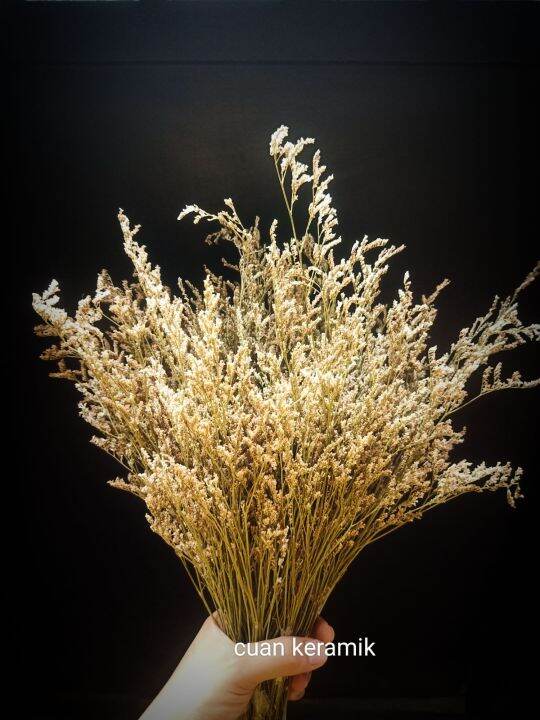 Bunga Caspea Naturan Preserved (Harga untuk 1ikat slide ke 2) | Lazada ...