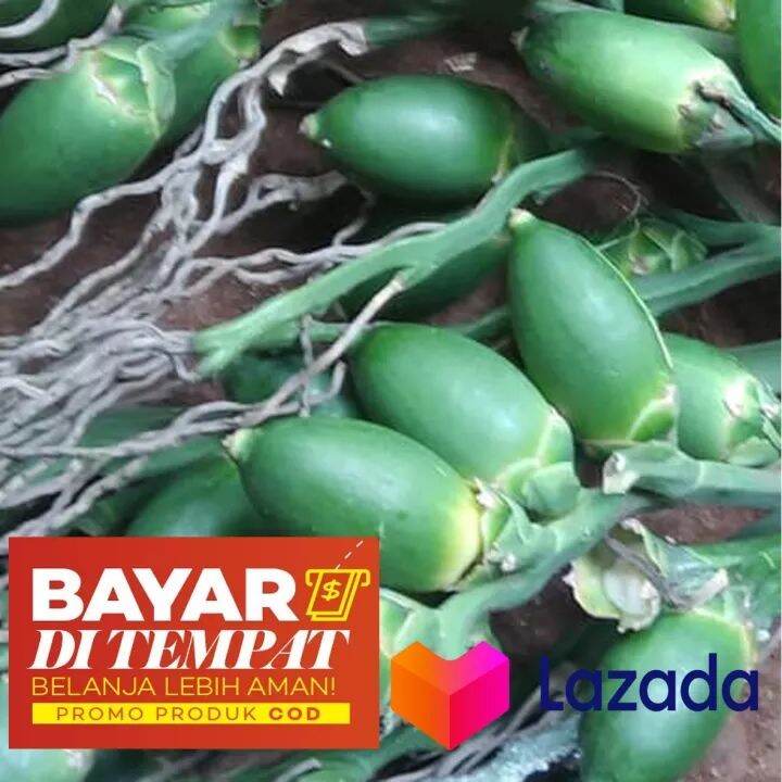buah pinang muda segar 300 gr | Lazada Indonesia