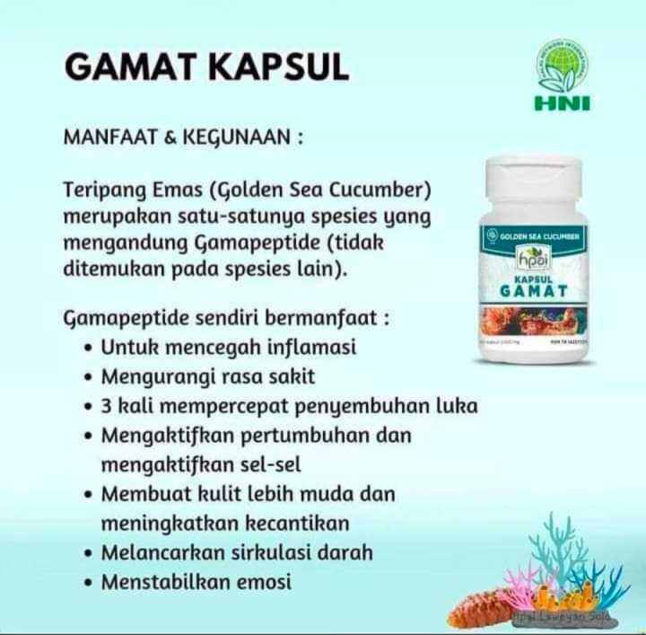 Gamat Kapsul | Lazada Indonesia