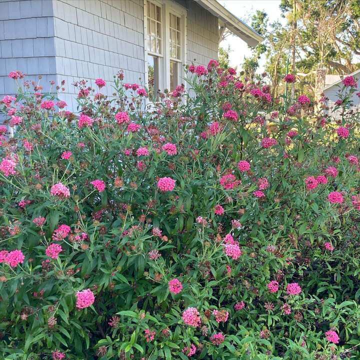 Panama Rose Rondeletia leucophylla Live plant night plants fragrant ...