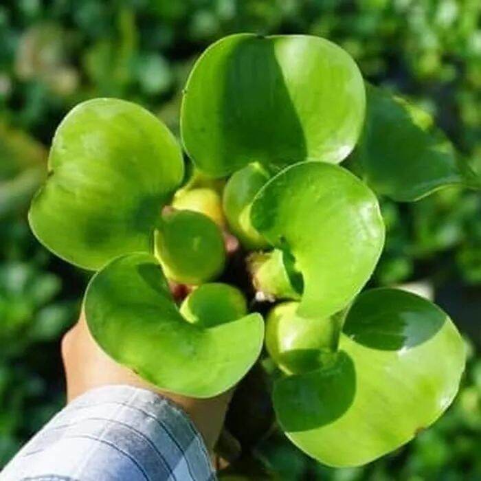 ECENG GONDOK MINI~TANAMAN AIR APUNG~HIASAN KOLAM~TEMPAT BERTELUR IKAN ...